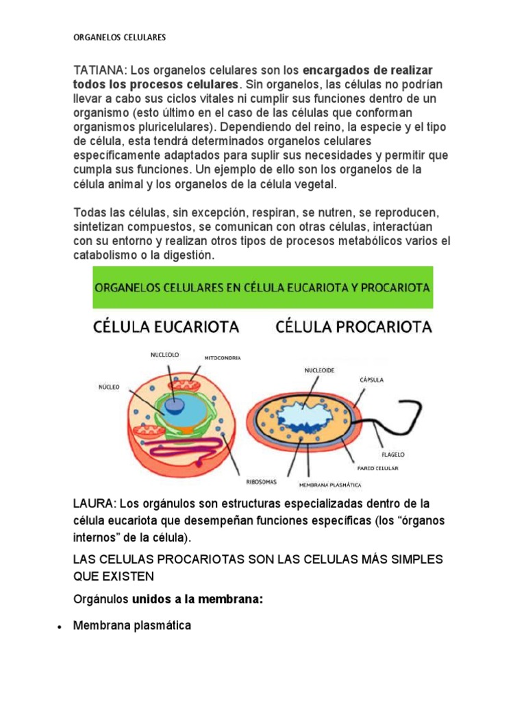 Organelo U Orgánulo | PDF | Biología Celular) | Nucleo celular
