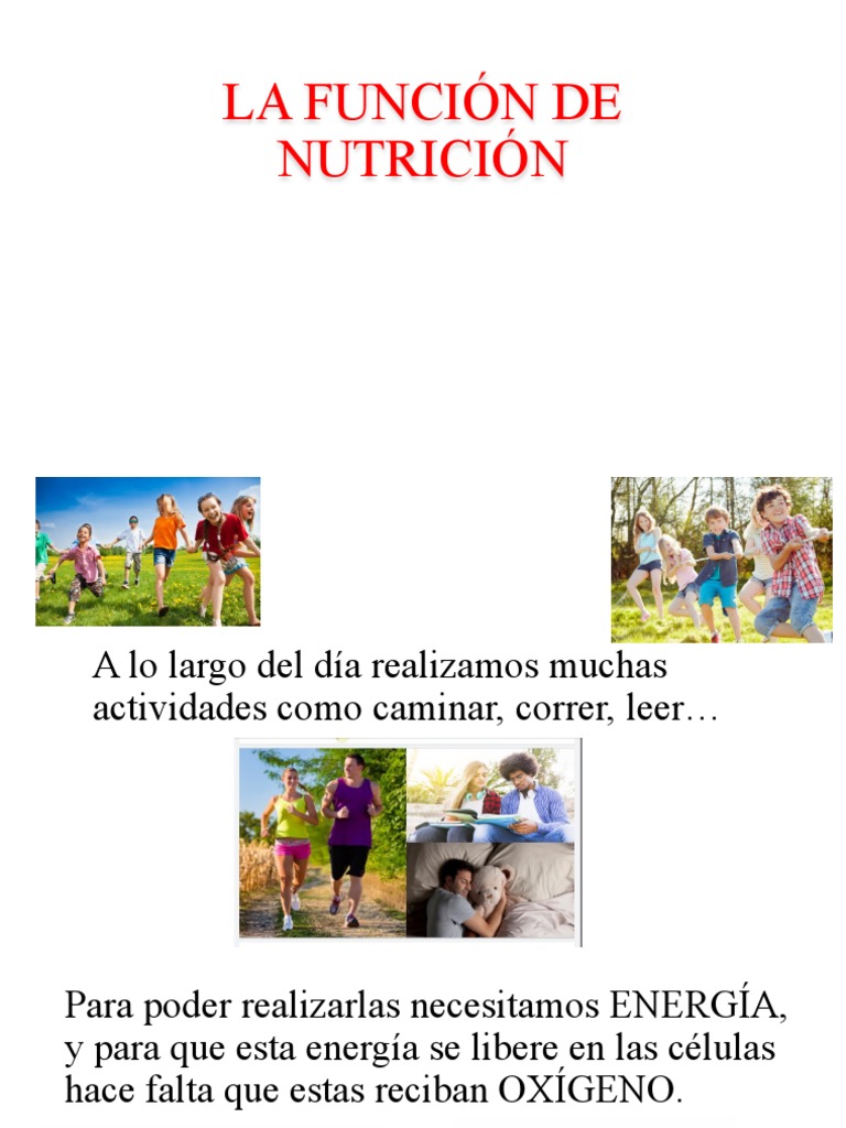 La Función de Nutrición | PDF