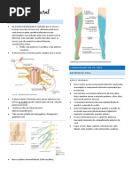 Músculo Piriforme Origem, Inserção, Inervação e Função Kenhub | PDF ...