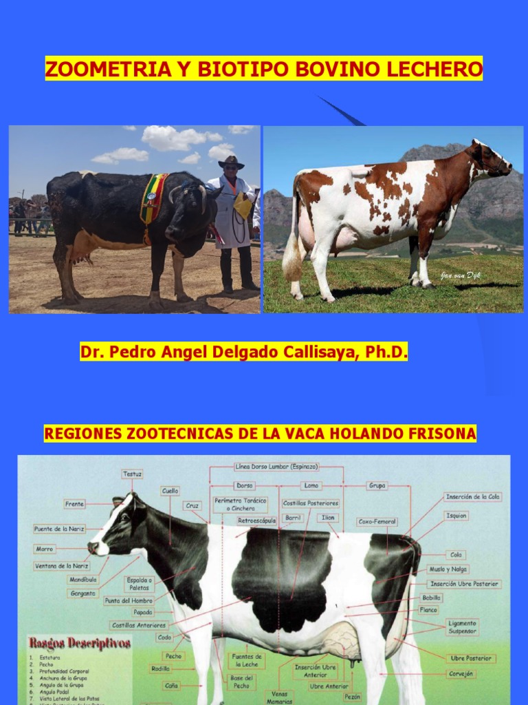 4 Zoometria Bovino Lechero | PDF