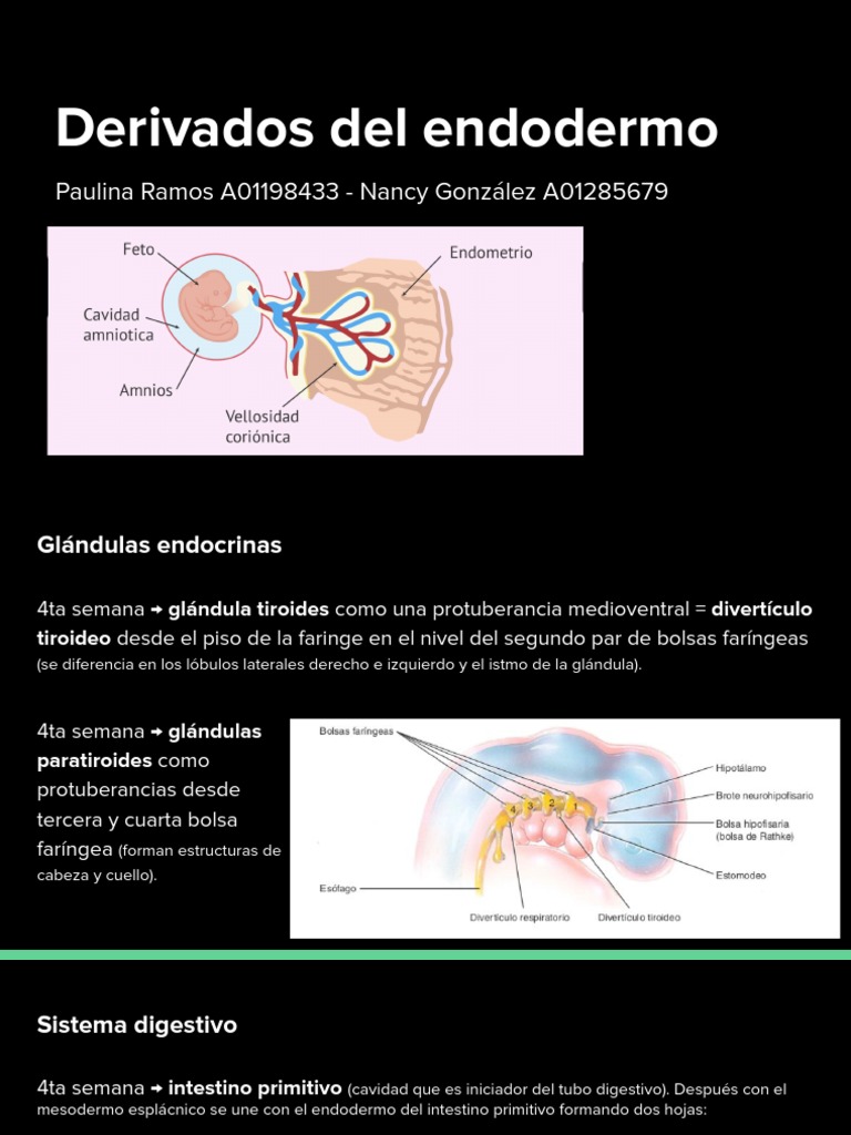 Derivados Del Endodermo | PDF | Sistema digestivo humano | Tracto ...