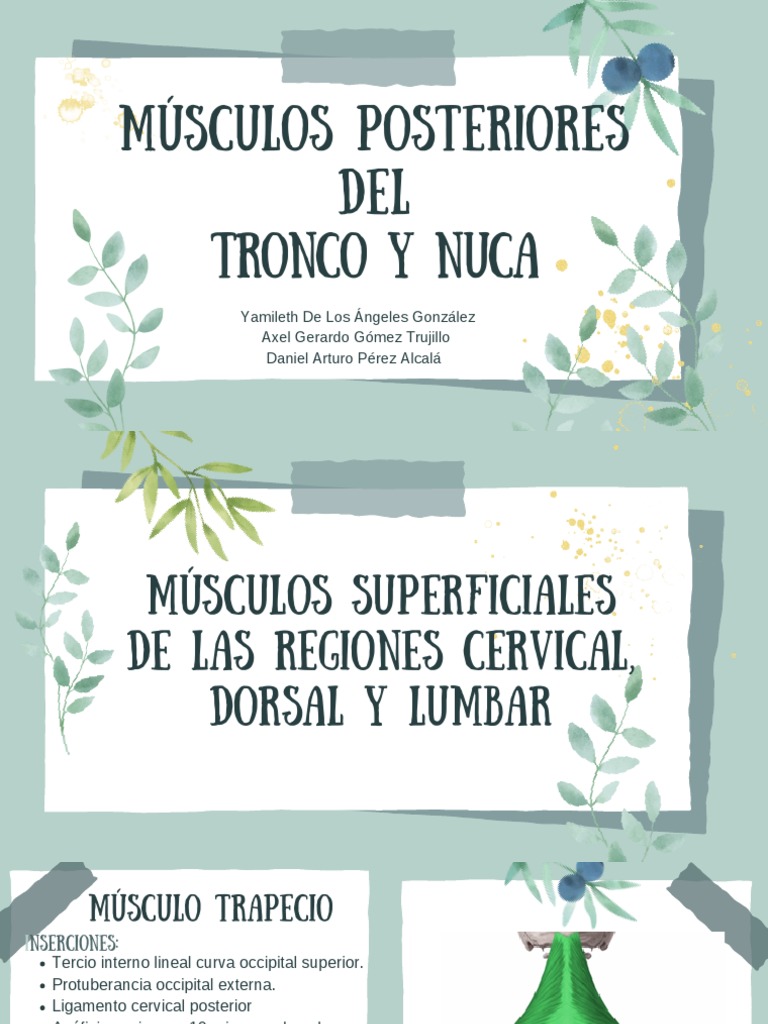 Músculos Posteriores del Tronco y Nuca | PDF | La columna vertebral ...