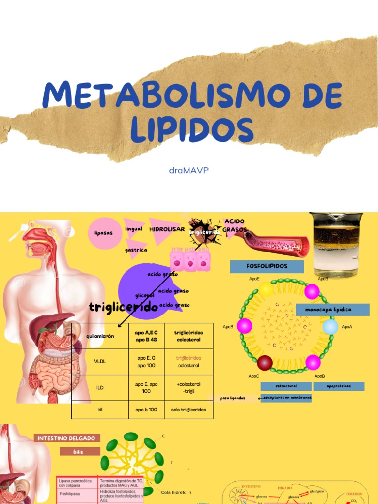 Metabolismo de Lipidos | PDF