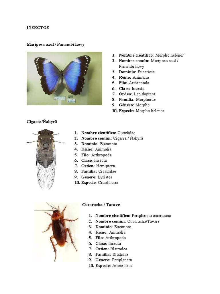 Insecto S | PDF | Insectos | Insectos y humanos