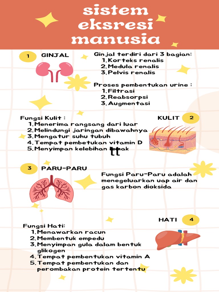 infografis sistem ekskresi | PDF