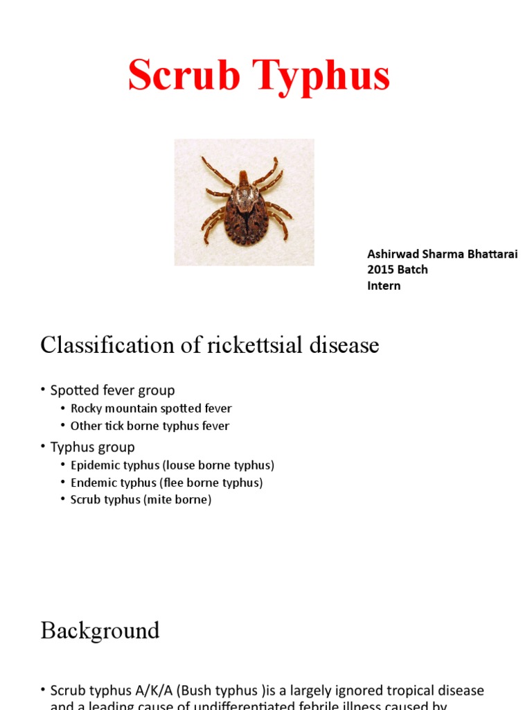 Scrub Typhus Life Cycle