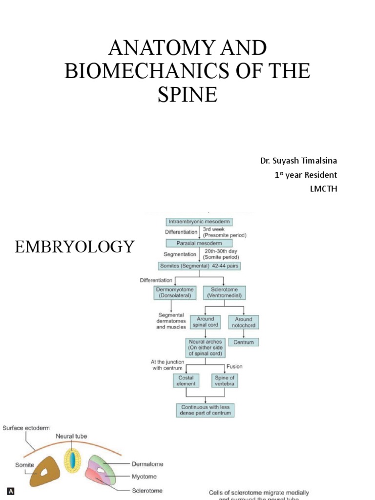 Anatomy and Biomechanics of Spine | PDF | Vertebral Column | Vertebra