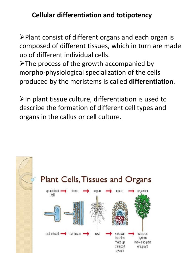 Cellular Differentiation and Totipotency | Download Free PDF | Cellular ...
