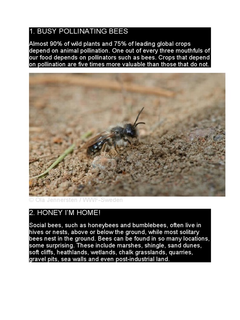 Bees Facts | PDF | Honey Bee | Bees