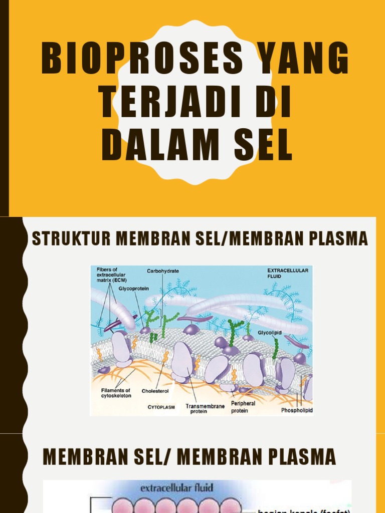 Bioproses Yang Terjadi Di Dalam Sel | PDF