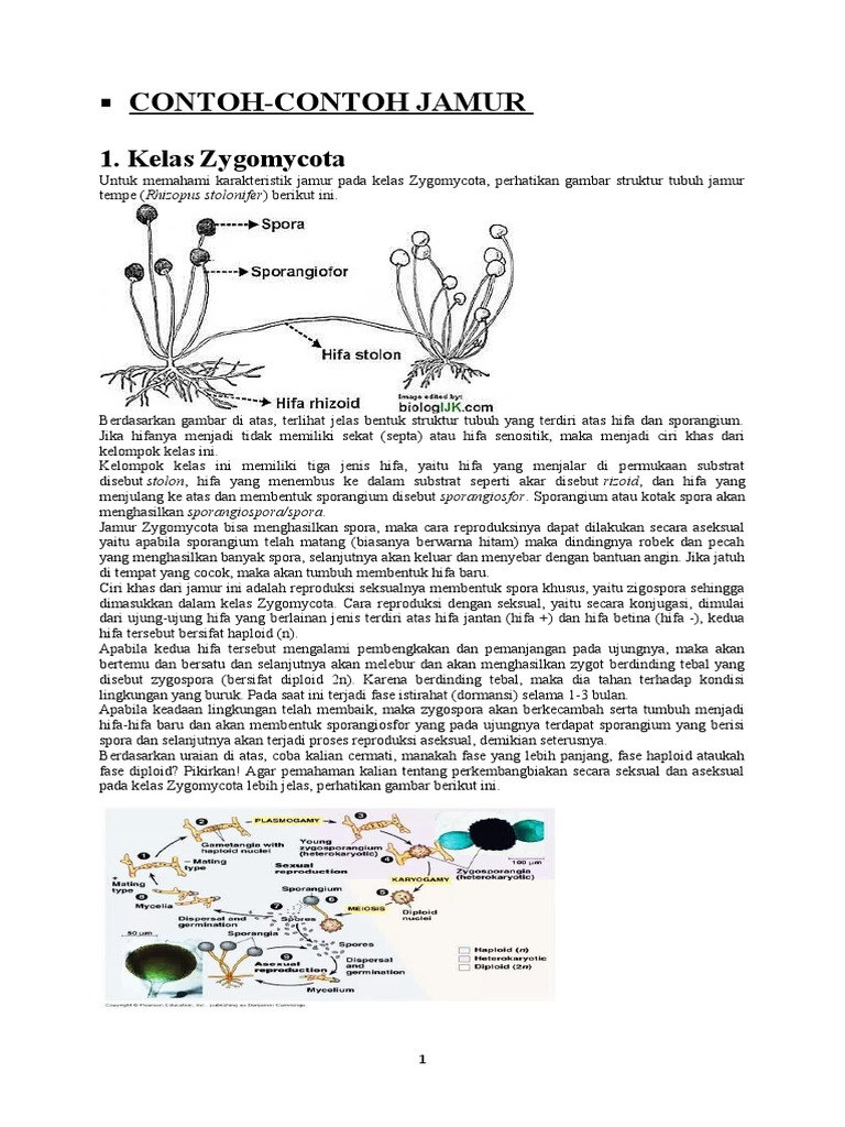 Contoh Jamur | PDF