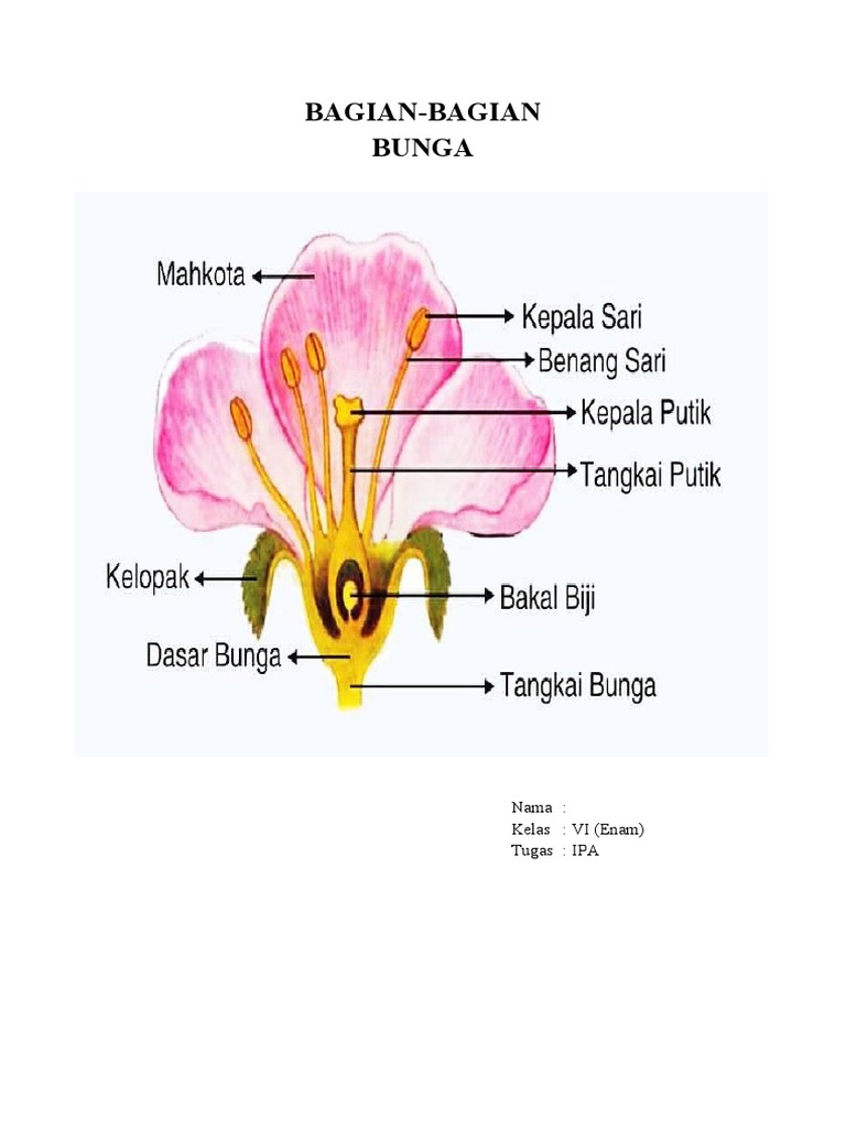 Gambar Bagian Bunga | PDF