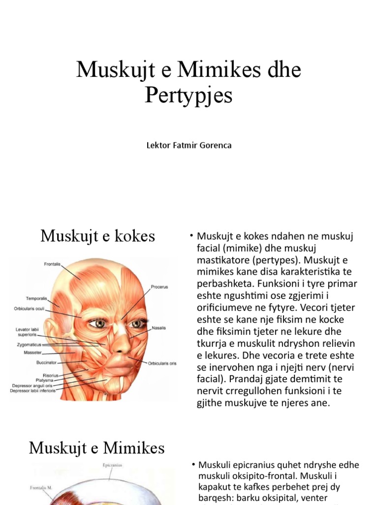 Muskujt e Kokes | PDF