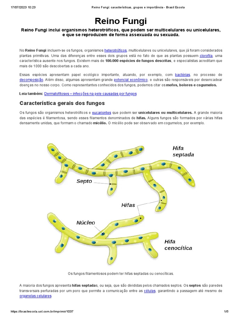 Reino Fungi - Características, Grupos e Importância - Brasil Escola ...