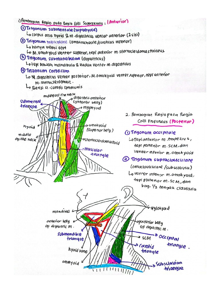 Regio Colli Anatomi I | PDF
