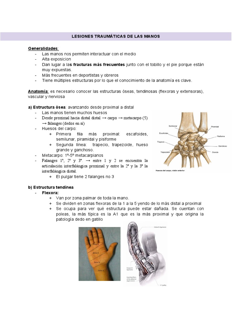 19. Lesiones traumáticas de la mano | PDF | Mano | Sistema ...