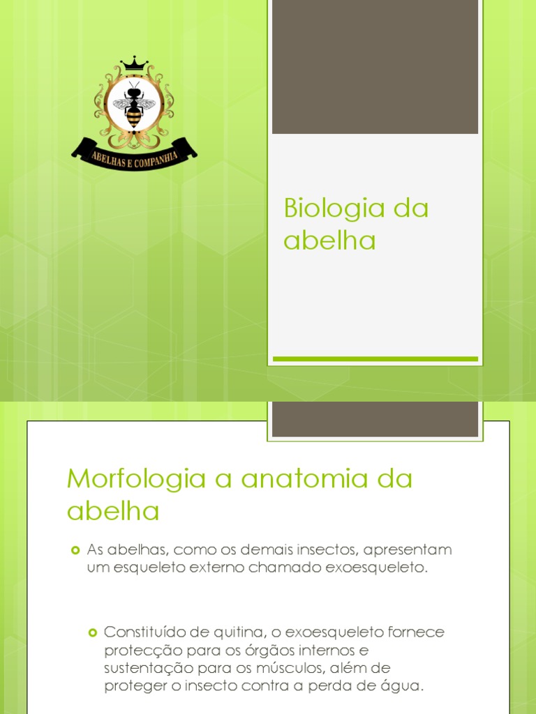 Biologia Da Abelha | PDF | Abelhas | Olho