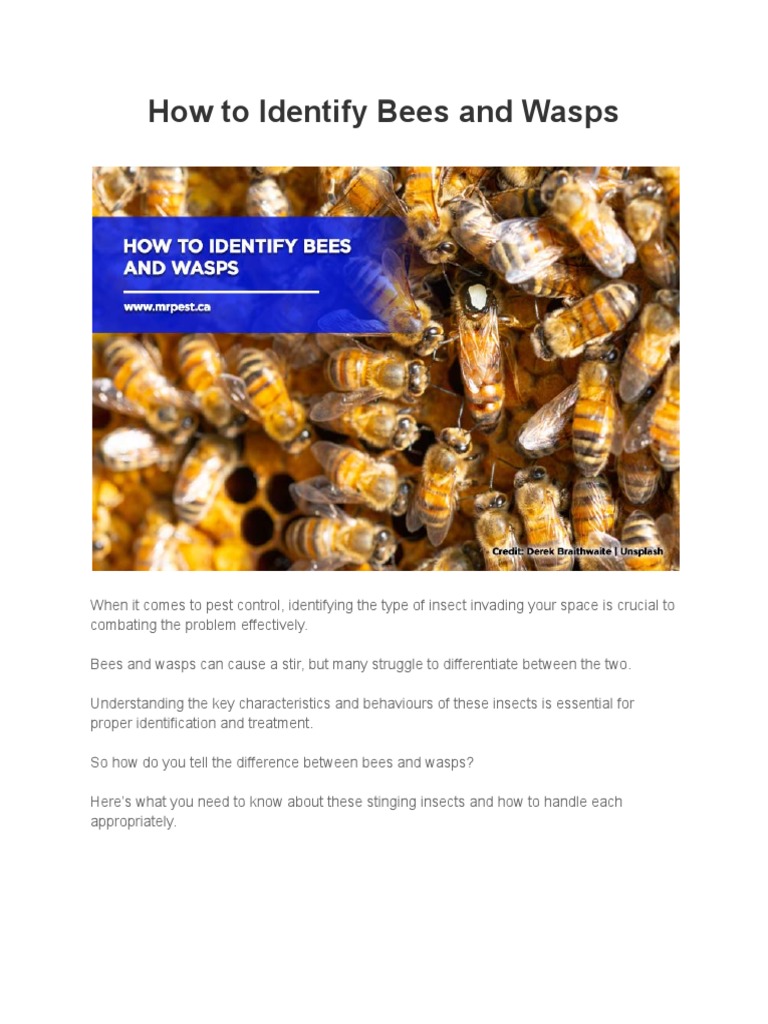 Bees and Wasps Identification Guide | PDF | Honey Bee | Wasp