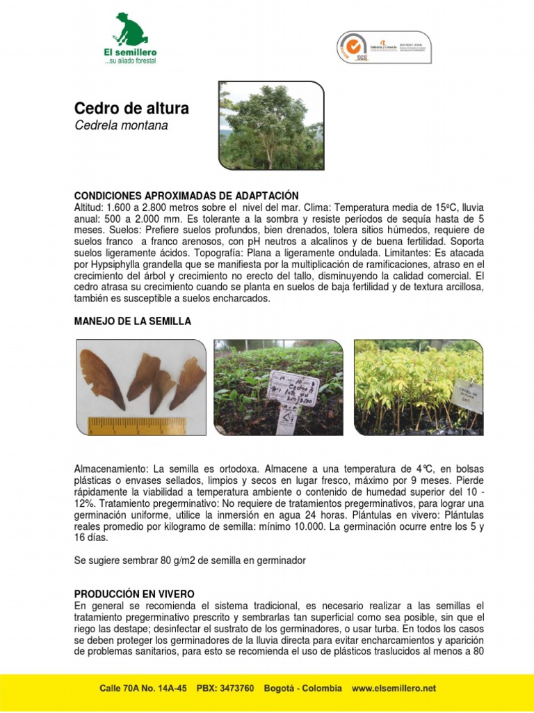 Cedro de Altura | PDF