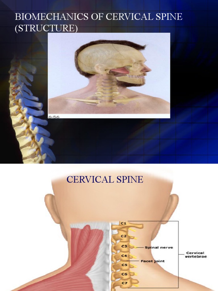 1-Biomechanics of Cervical Spine Structure | PDF | Vertebral Column ...