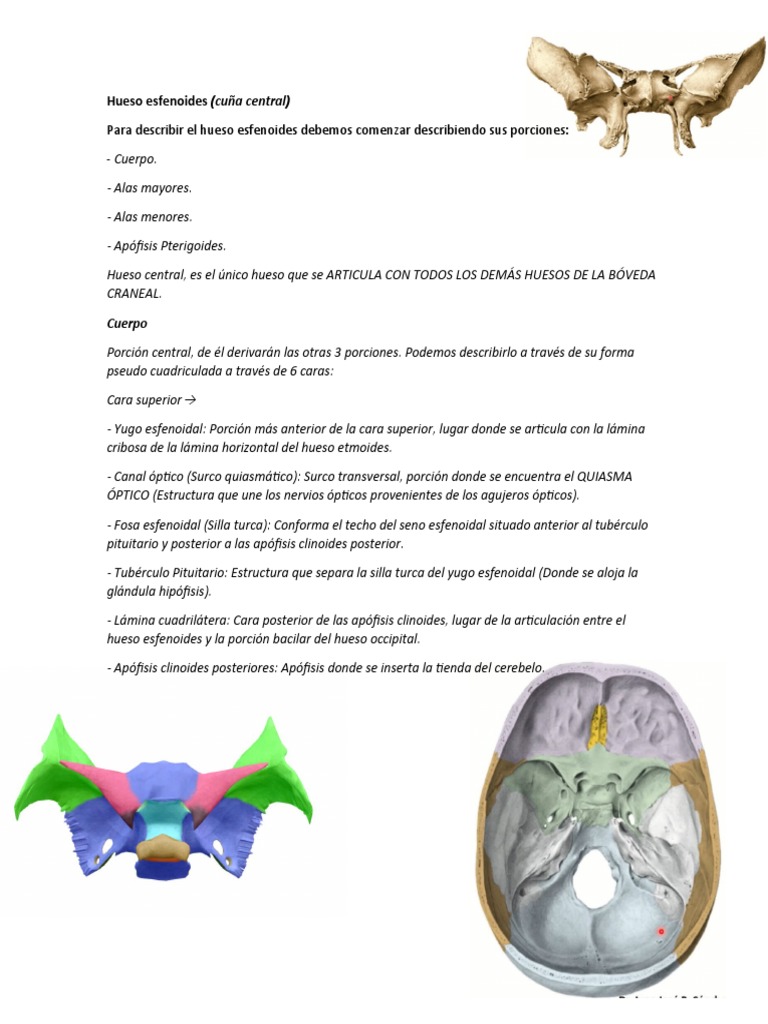 Estructura y Función del Hueso Esfenoides | PDF | Anatomía | Sistema ...