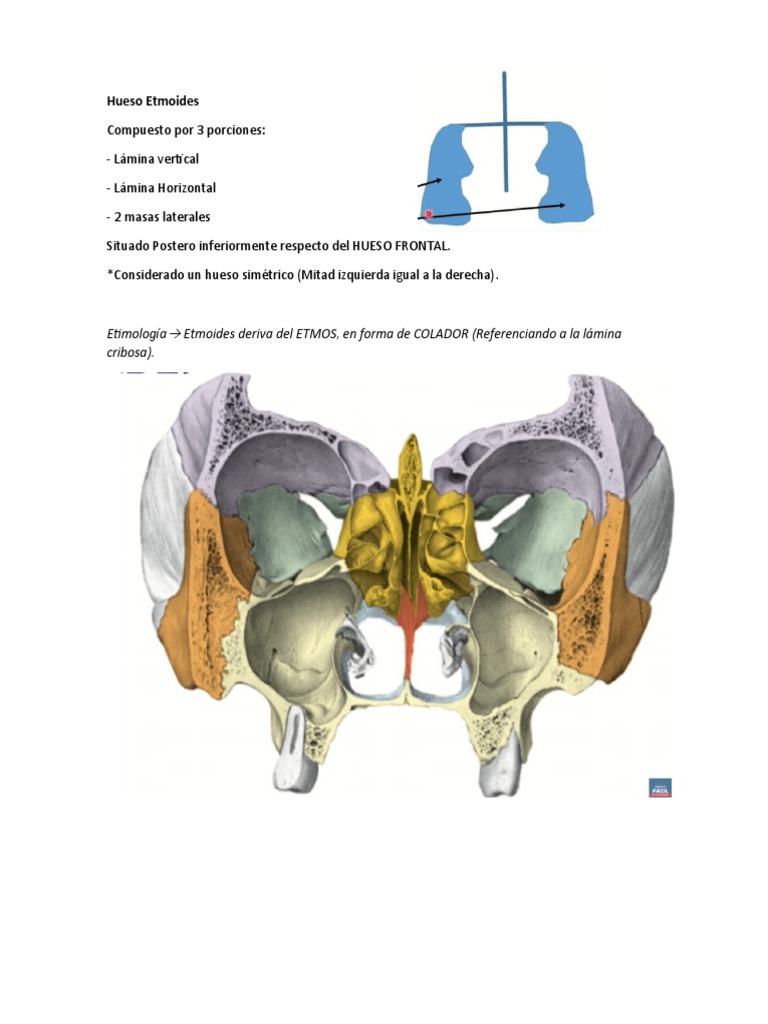 Hueso Etmoides | PDF | Cabeza y cuello humanos | Anatomía