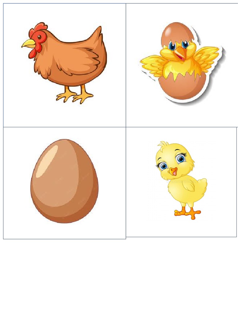 Assessment For Chicken Life Cycle | PDF