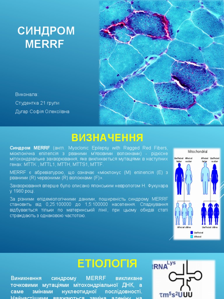 Синдром. MERRF | PDF