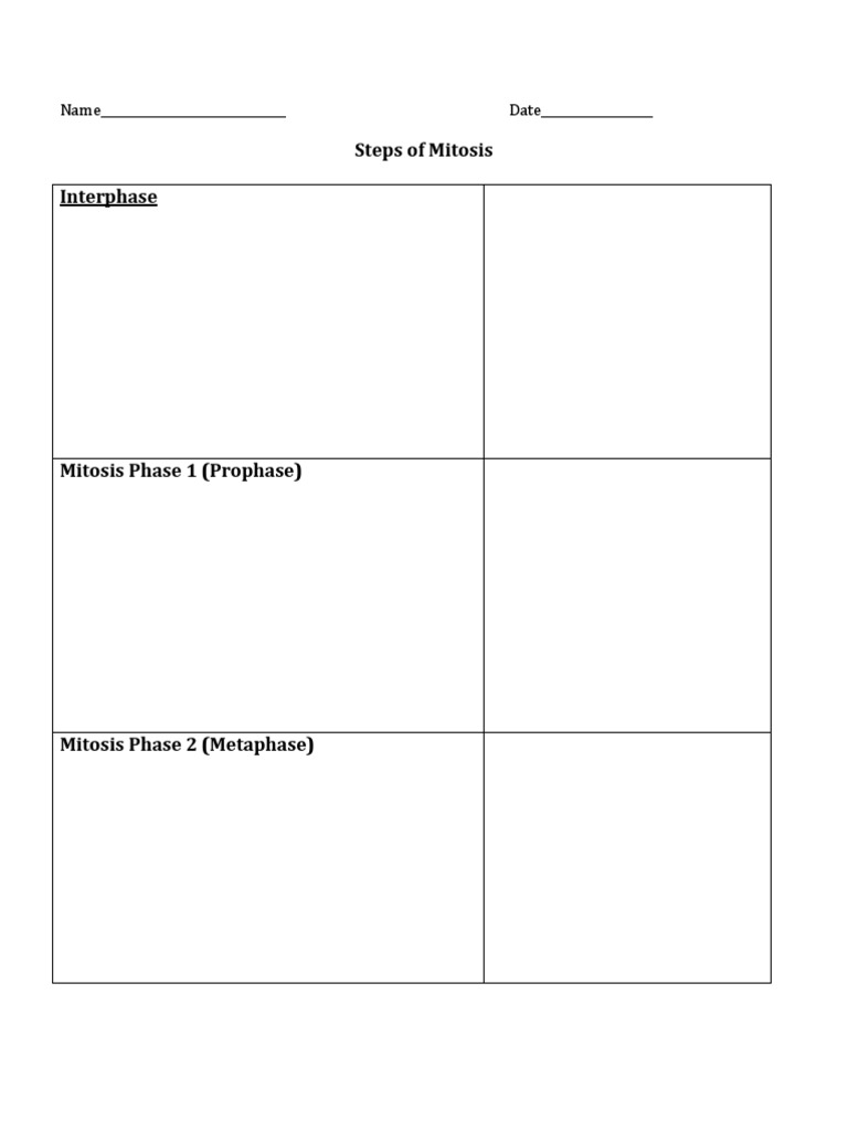 Steps of Mitosis | PDF