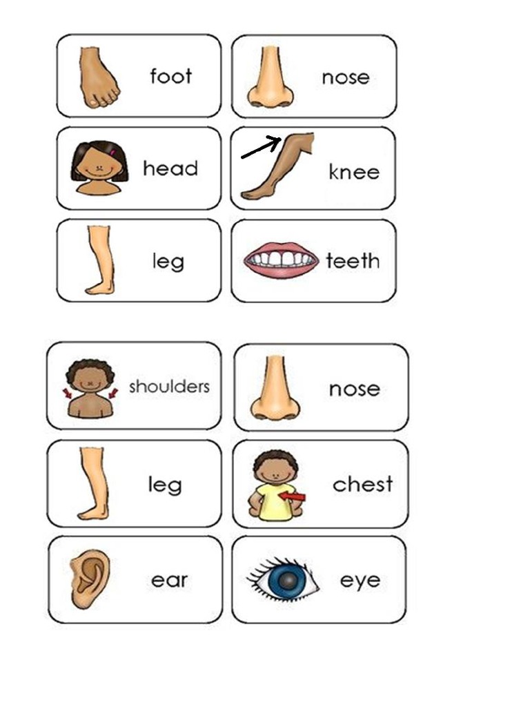 Parts of the Body Bingo Cards | PDF