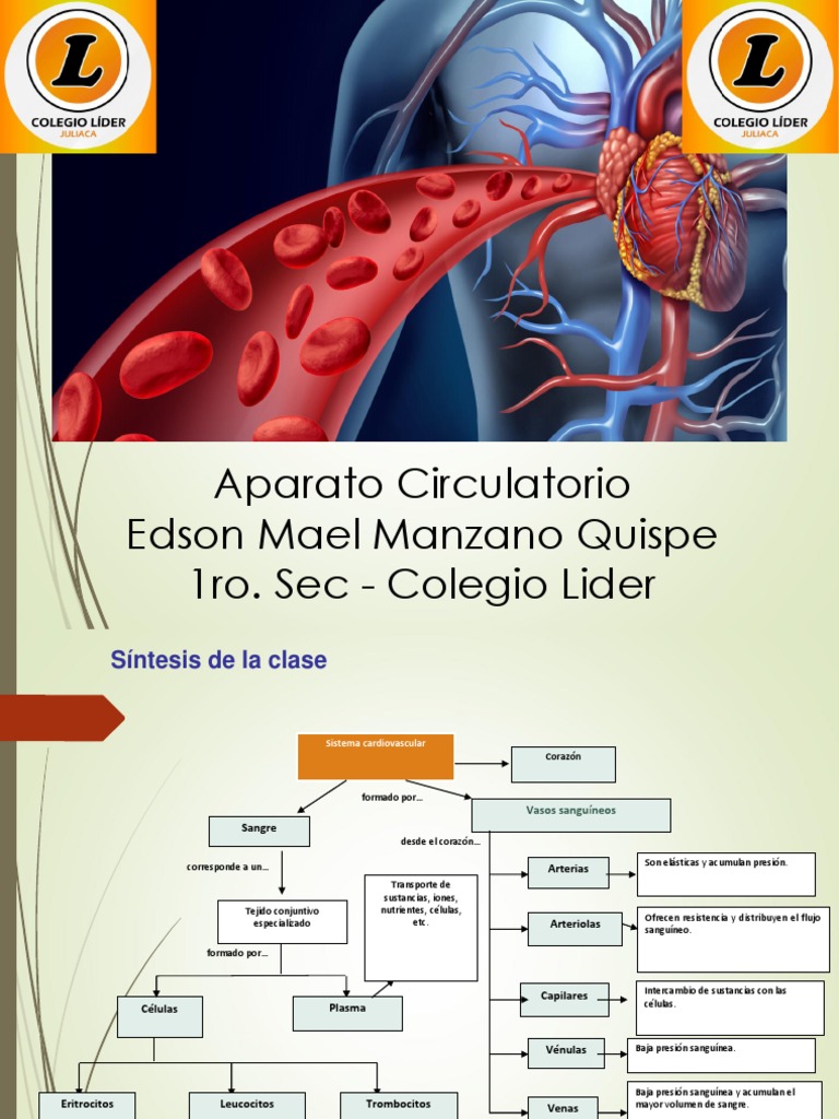 Sistema Circulatorio | PDF | Corazón | Sistema circulatorio