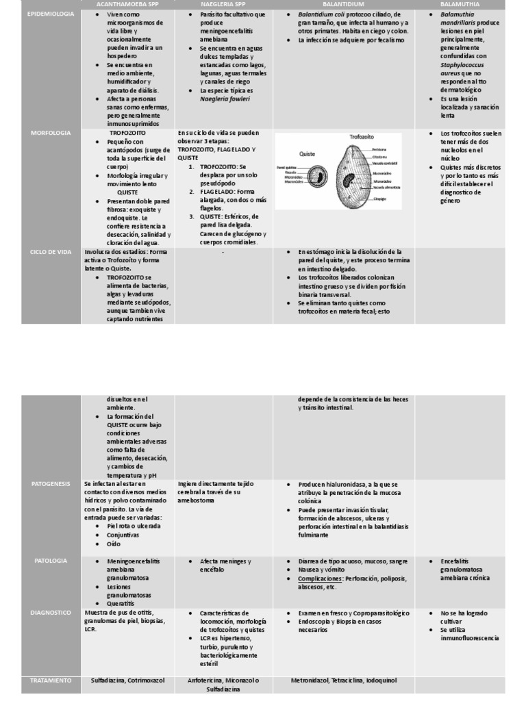 Acanthamoeba Naegleria Balantidium Descargar Gratis Pdf Especialidades Medicas Microbiología