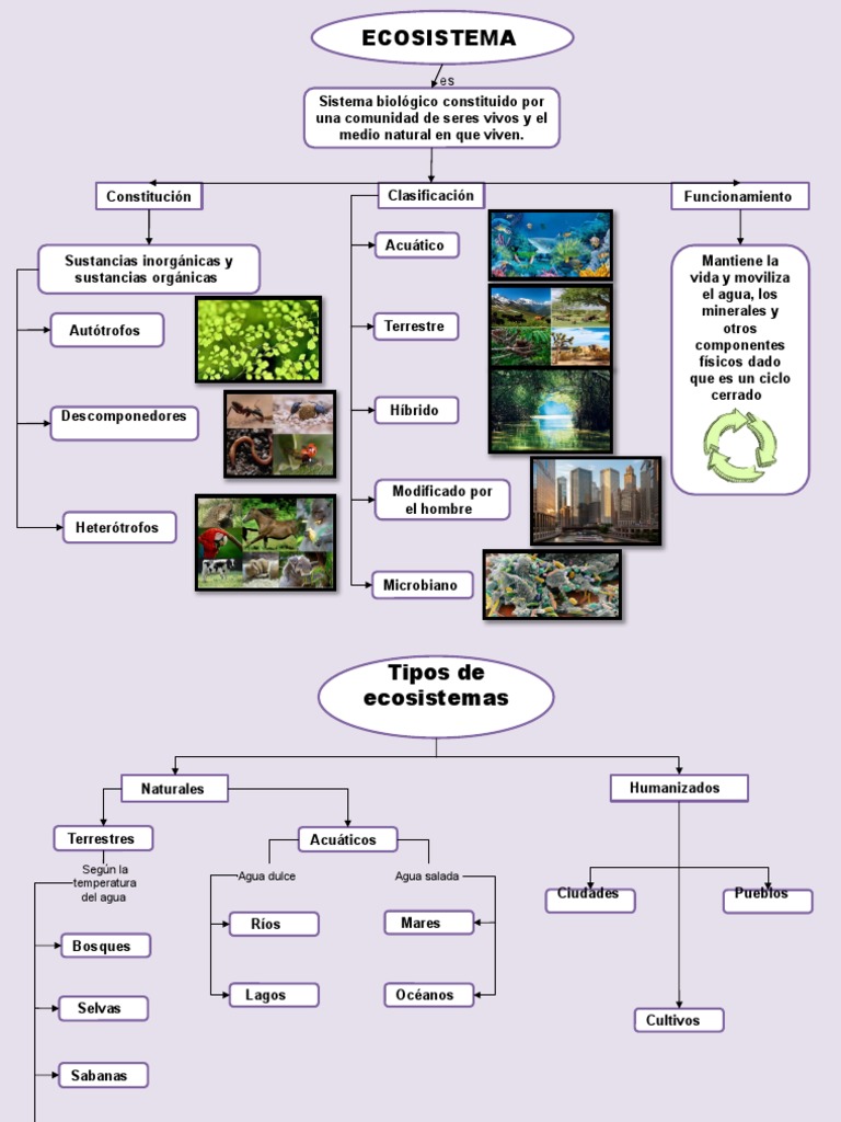 Mapa Conceptual Del Ecosistema 2 | PDF