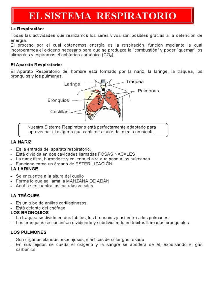 Que Es El Sistema Respiratorio Para Tercero De Primaria Pdf
