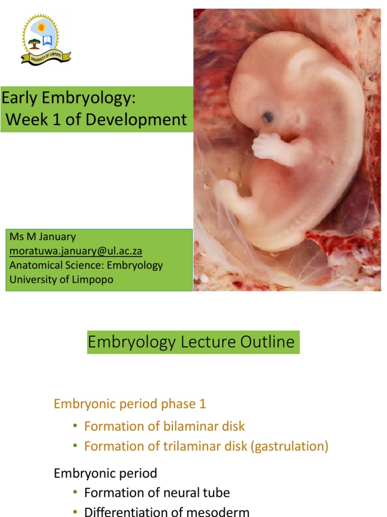 1st and 2nd Week of Dev Embryology | PDF