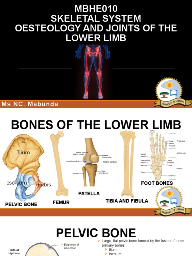 MBHE010- Osteology and Joints of the Lower Limb | PDF