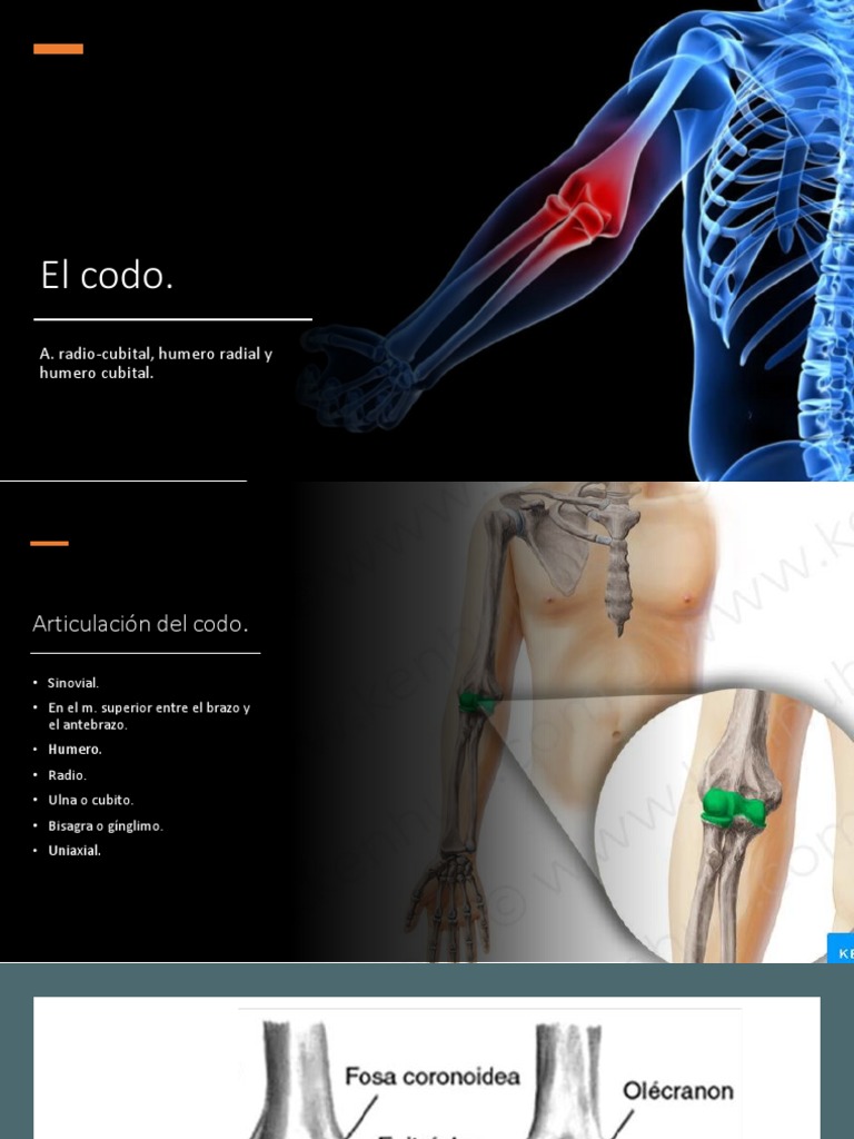CODO | PDF | Codo | Anatomía
