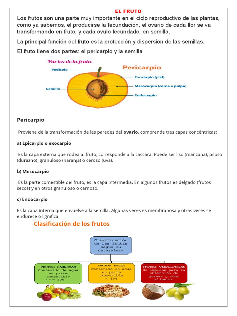 Cyt - Ficha El Fruto | PDF | Fruta | Plantas