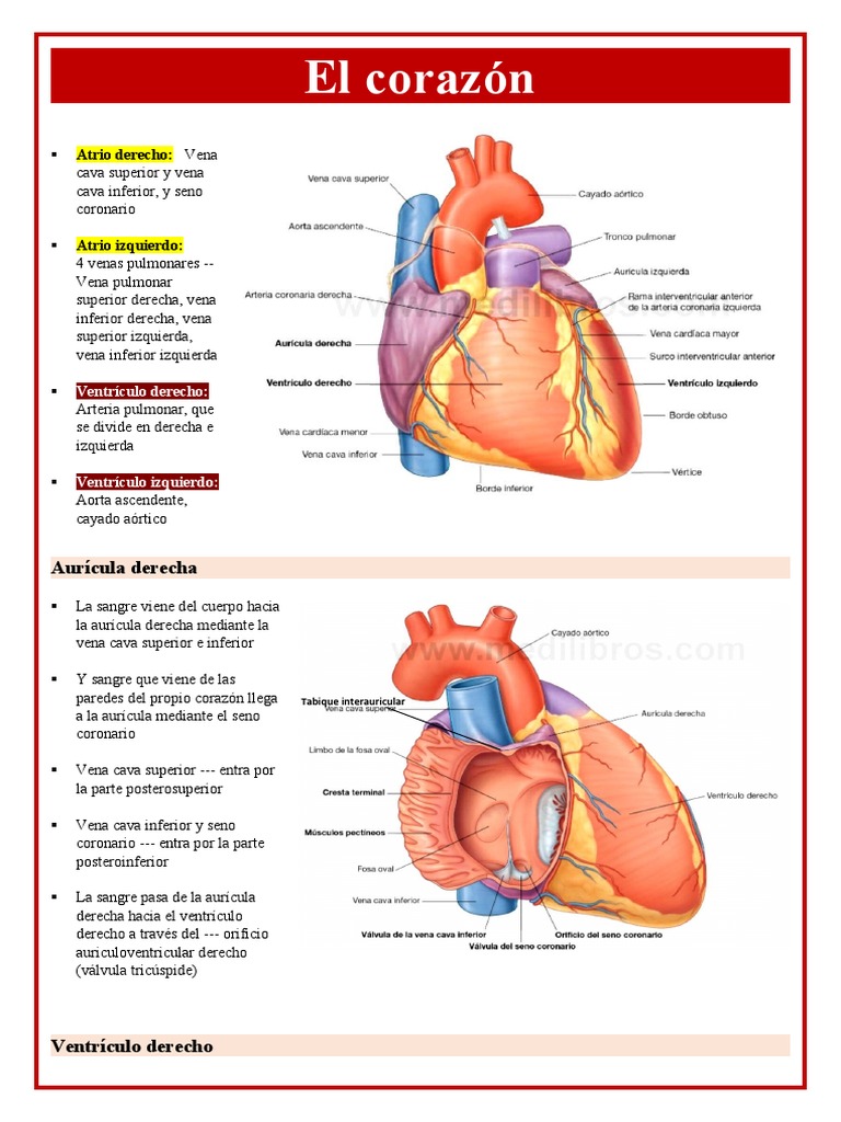 Manual Anatomia - Corazon | PDF