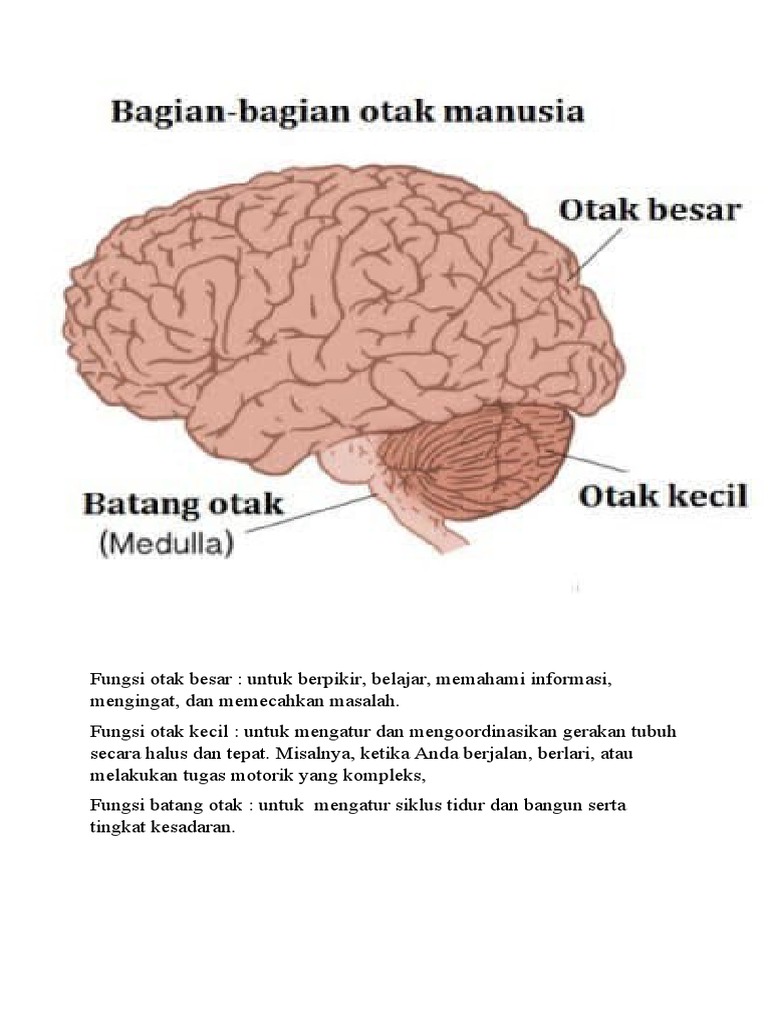 Fungsi Otak Besar | PDF