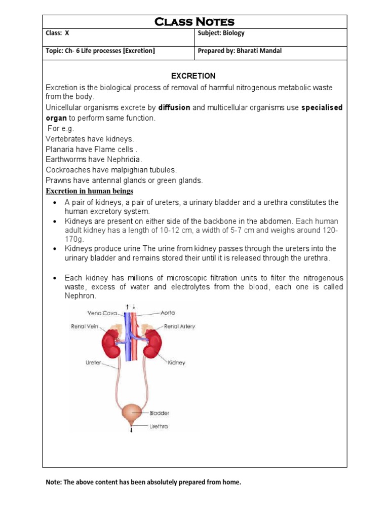 10 Biology | PDF | Kidney | Genitourinary System