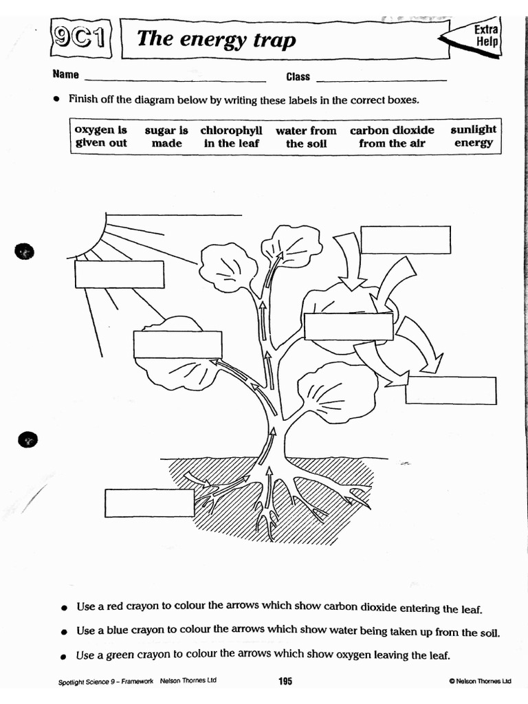 Photosynthesis Worksheets-Extracted | PDF