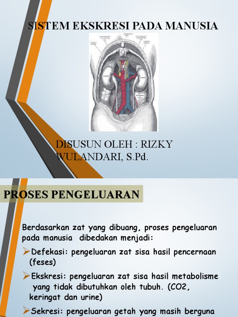 Sistem Ekskresi Pada Manusia Kelas 8 | PDF