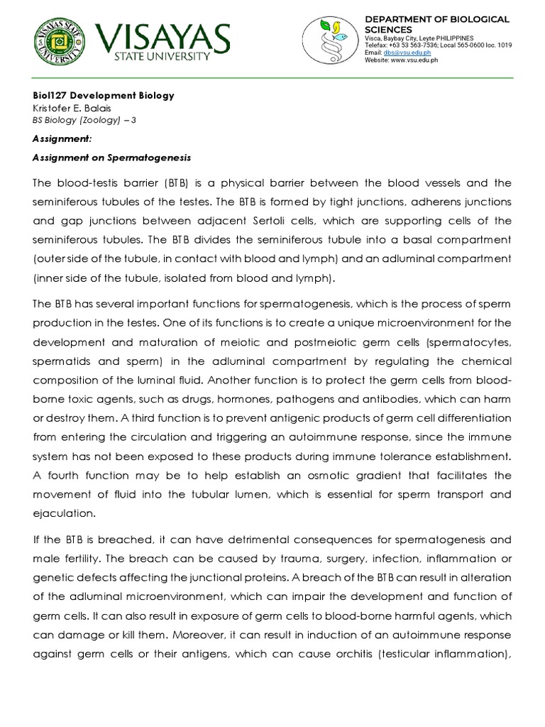 Spermatogenesis | PDF | Reproductive System | Physiology