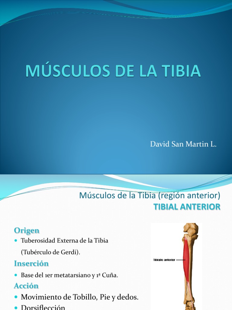 Músculos de La Tibia | PDF