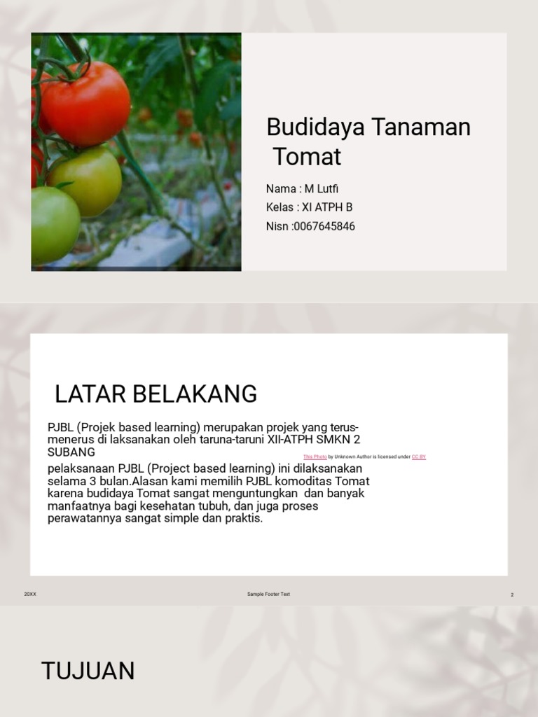 Budidaya Tanaman Tomat M. Lutfi | PDF