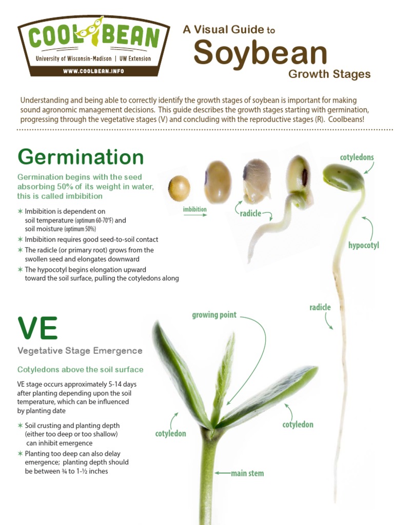 Soybean Growth Stages Overview | PDF | Legume | Horticulture