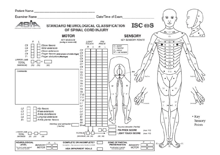 Asia Chart (Dermatome) | PDF