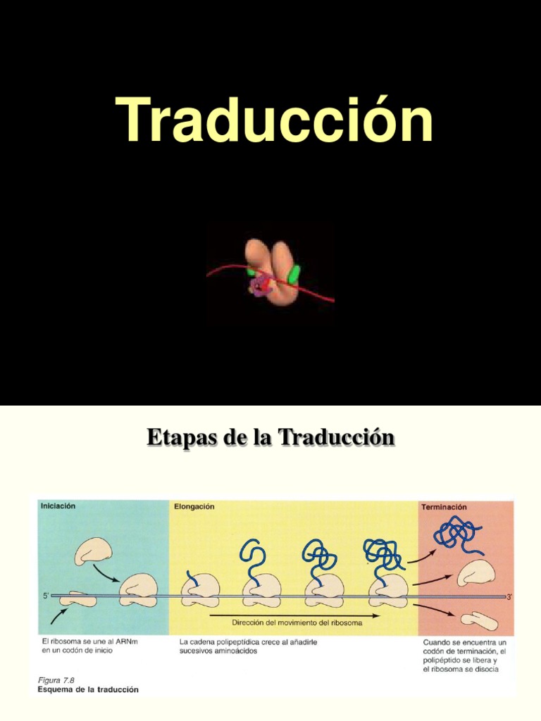 14 Traducción I | PDF | Traducción (biología) | Chaperona (Proteína)