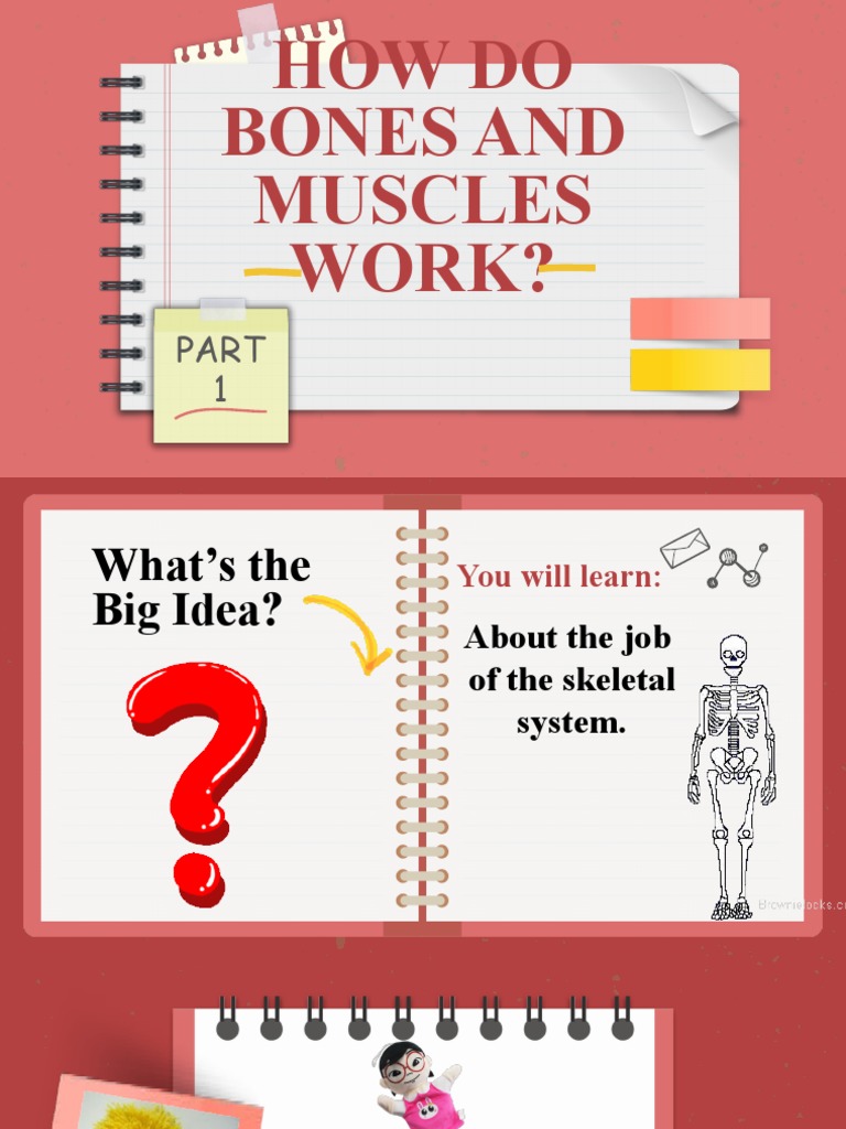 Science _ How do bones and muscles work_ _ Part 1 | PDF | Skeleton ...